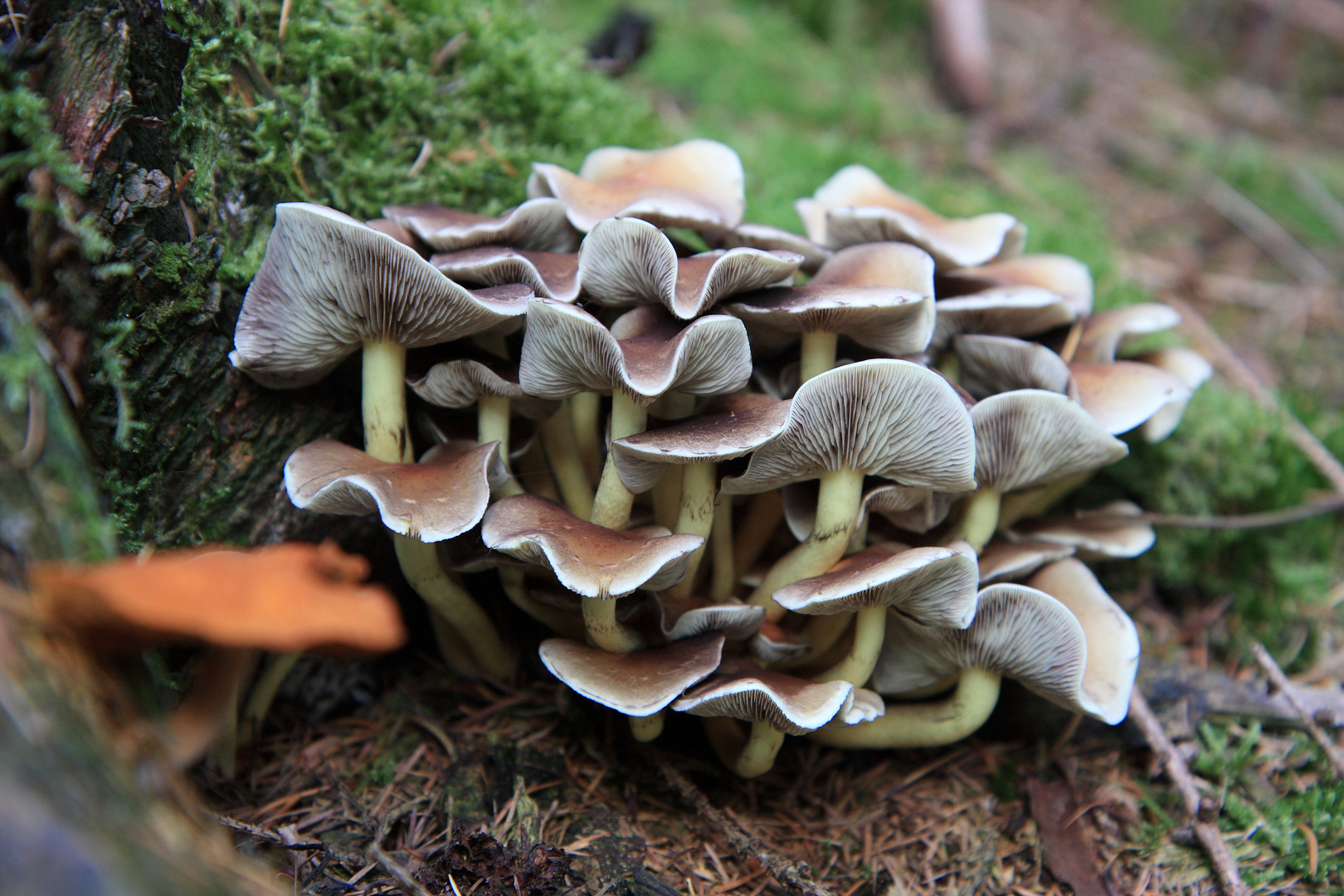 Waldpilze 1 Foto & Bild | pflanzen, pilze & flechten, pilze & flechten ...