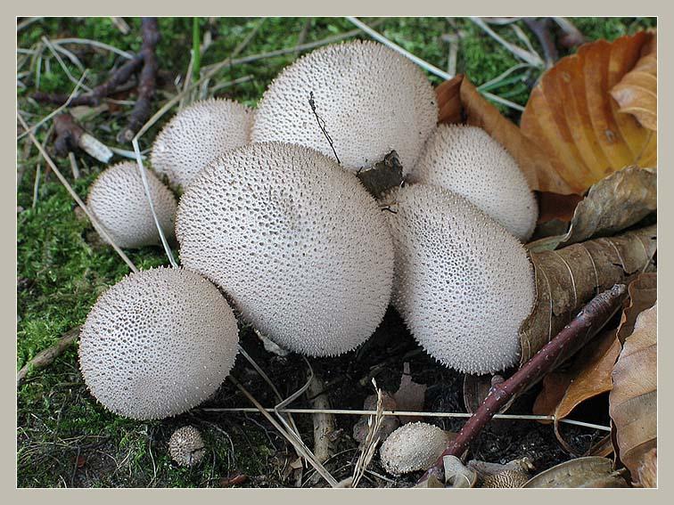 Waldpilze #2 Foto & Bild | pflanzen, pilze & flechten, pilze & flechten ...