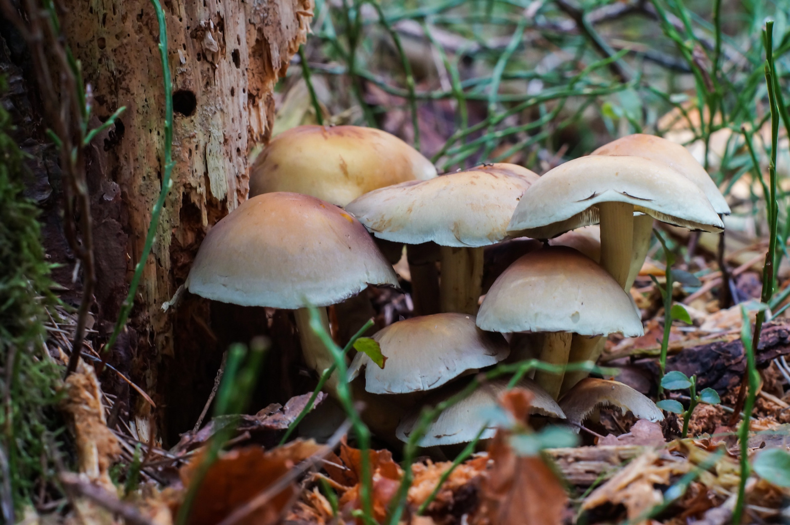 Waldpilze Foto & Bild | pflanzen, pilze & flechten, pilze & flechten ...