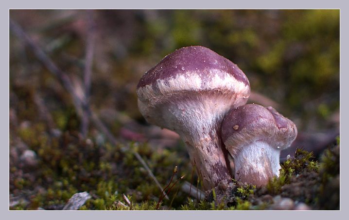 Waldpilze #4 Foto & Bild | pflanzen, pilze & flechten, pilze & flechten ...