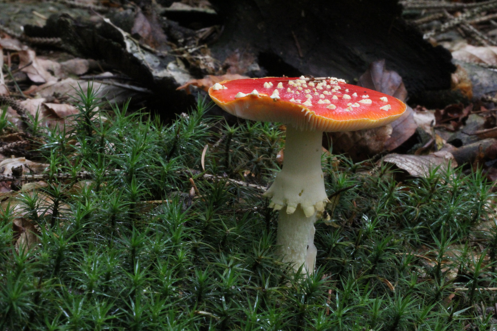 Waldpilze Foto & Bild | jahreszeiten, herbst, natur Bilder auf ...