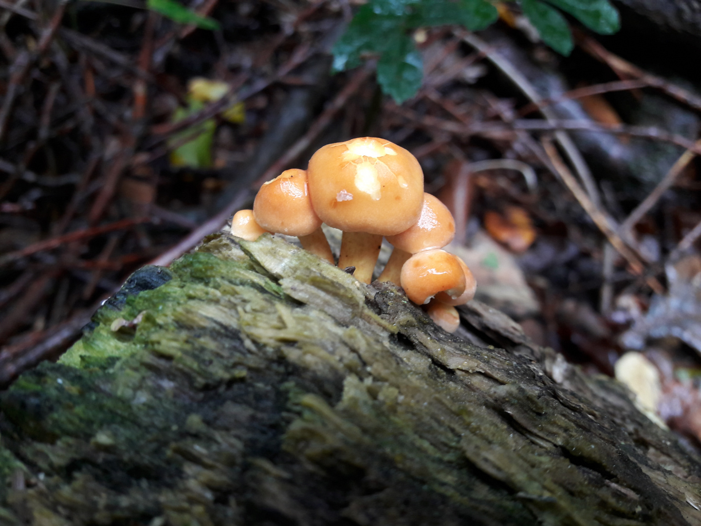 Waldpilze Foto & Bild | wald, natur, herbst Bilder auf fotocommunity