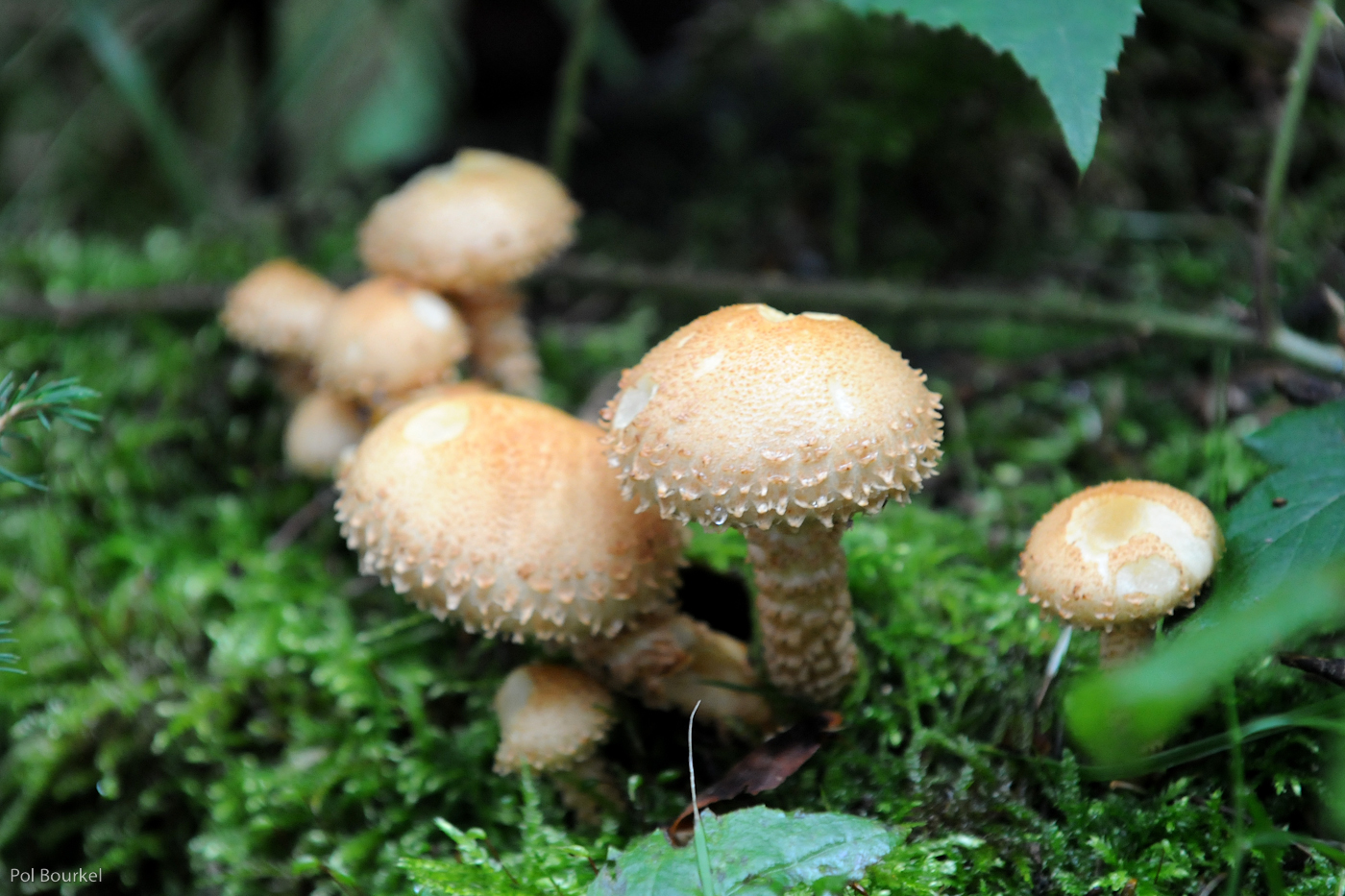 Waldpilze Foto & Bild | pflanzen, pilze & flechten, pilze & flechten ...