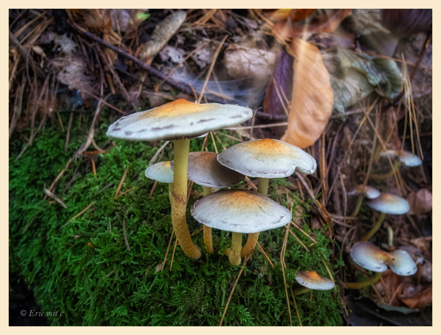 Waldpilze Foto & Bild | pflanzen, pilze & flechten, pilze & flechten ...