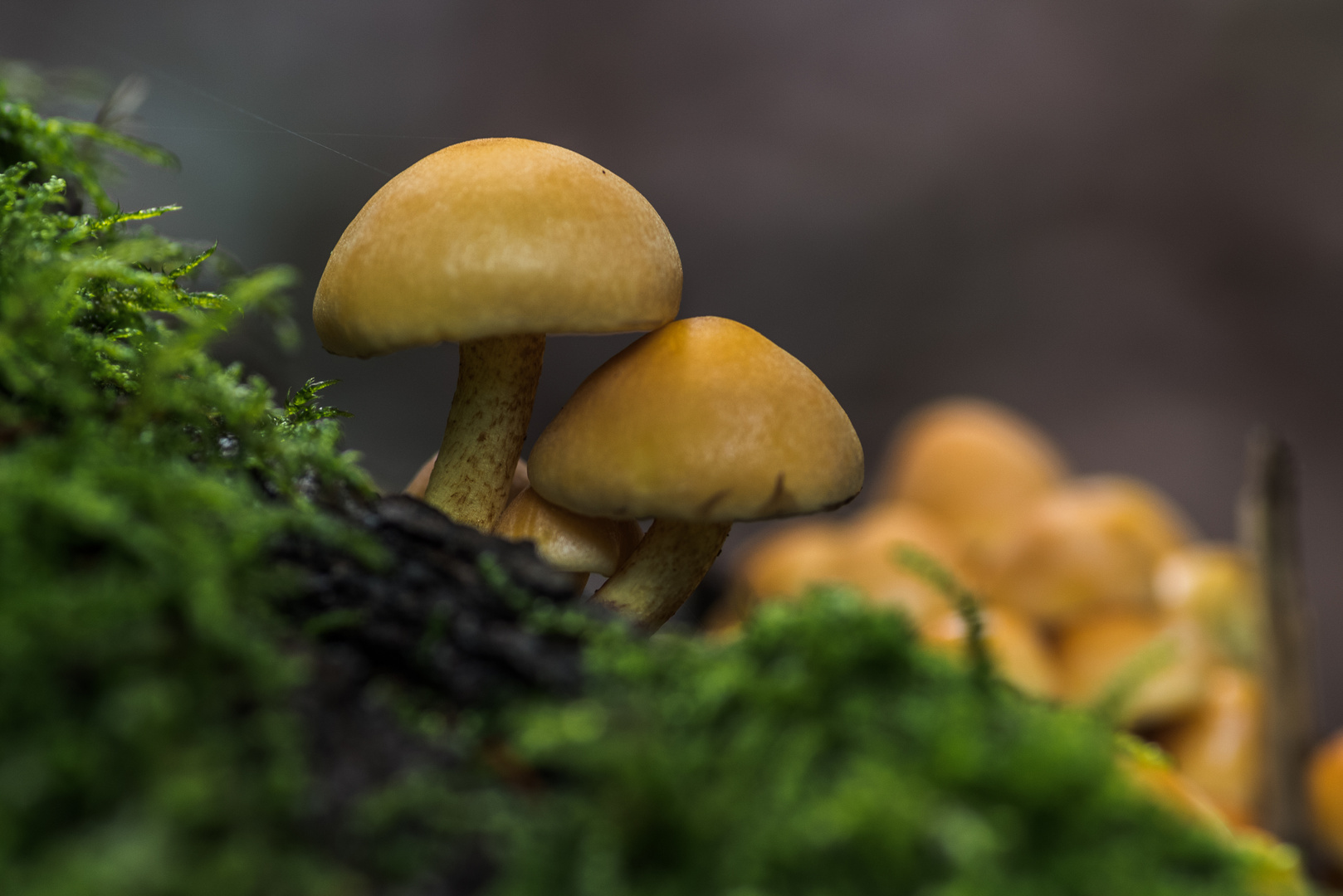 Waldpilze Foto & Bild | pflanzen, pilze & flechten, landschaft, pilze ...