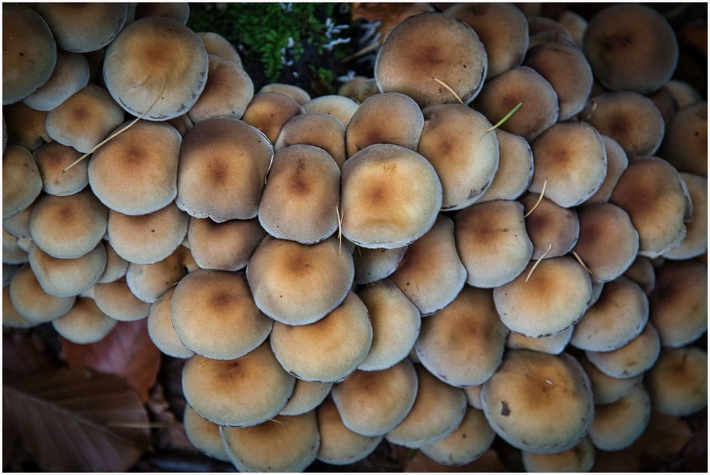 Waldpilze Foto & Bild | world, wald, europa Bilder auf fotocommunity