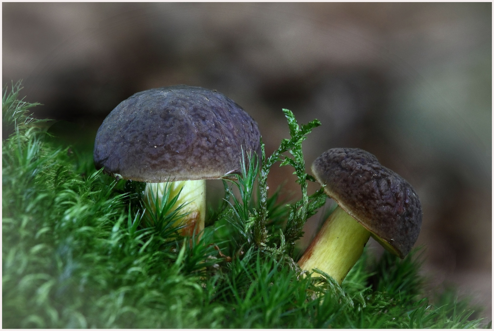 Waldpilze Foto & Bild | pflanzen, pilze & flechten, pilze & flechten ...