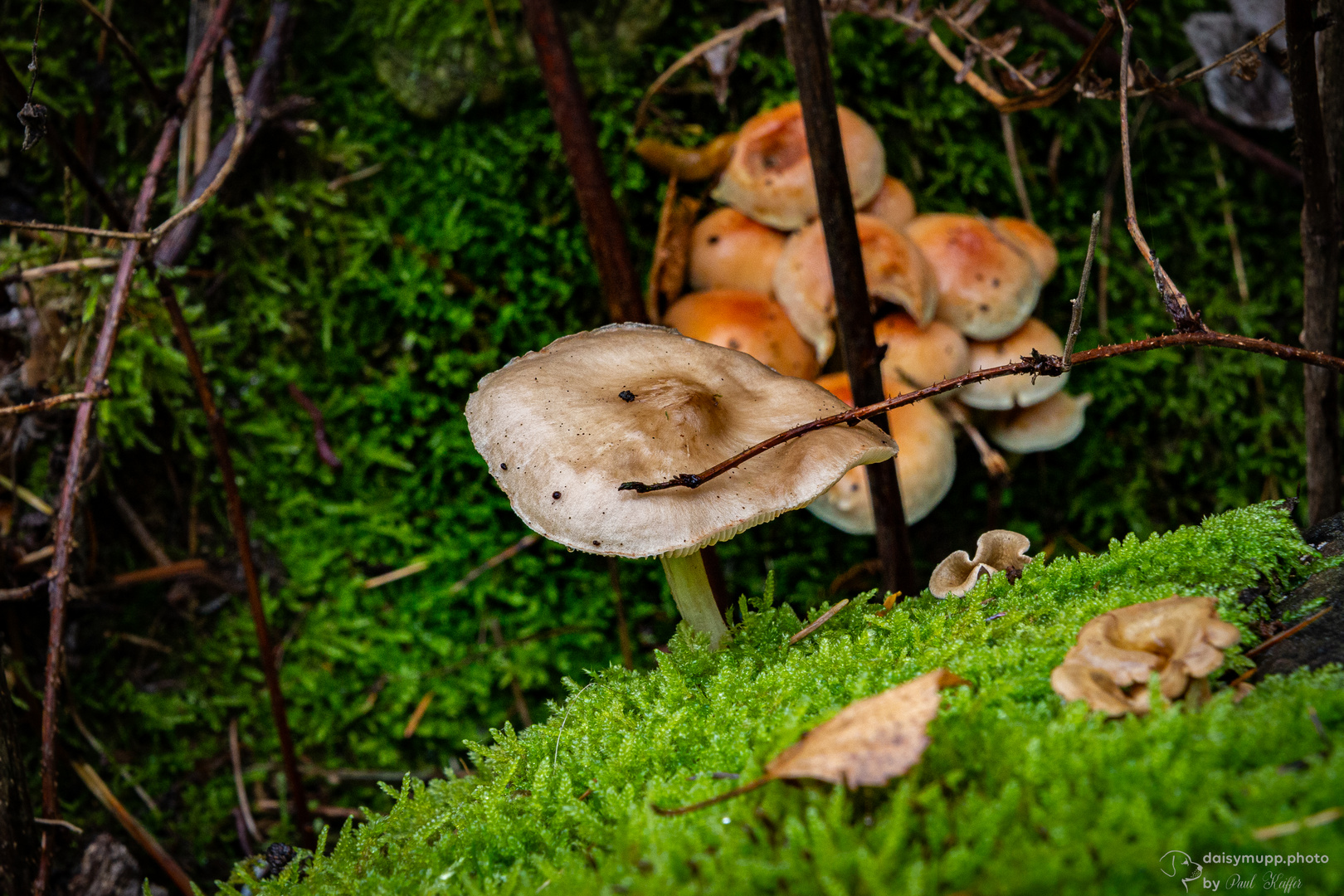 Waldpilze Foto & Bild | pflanzen, pilze & flechten, pilze & flechten ...