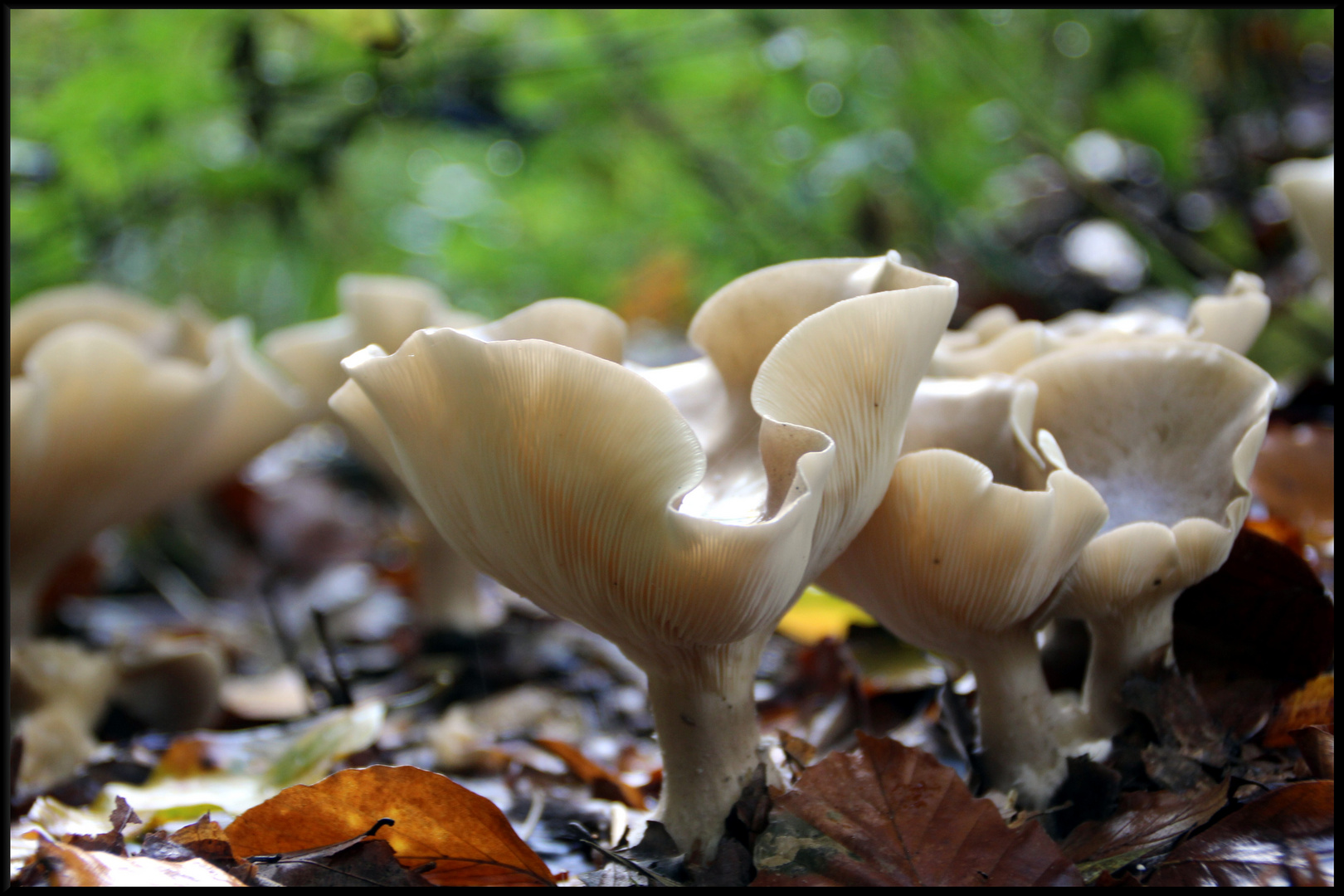 Waldpilze im Herbst Foto & Bild | natur, herbst, pflanzen Bilder auf ...
