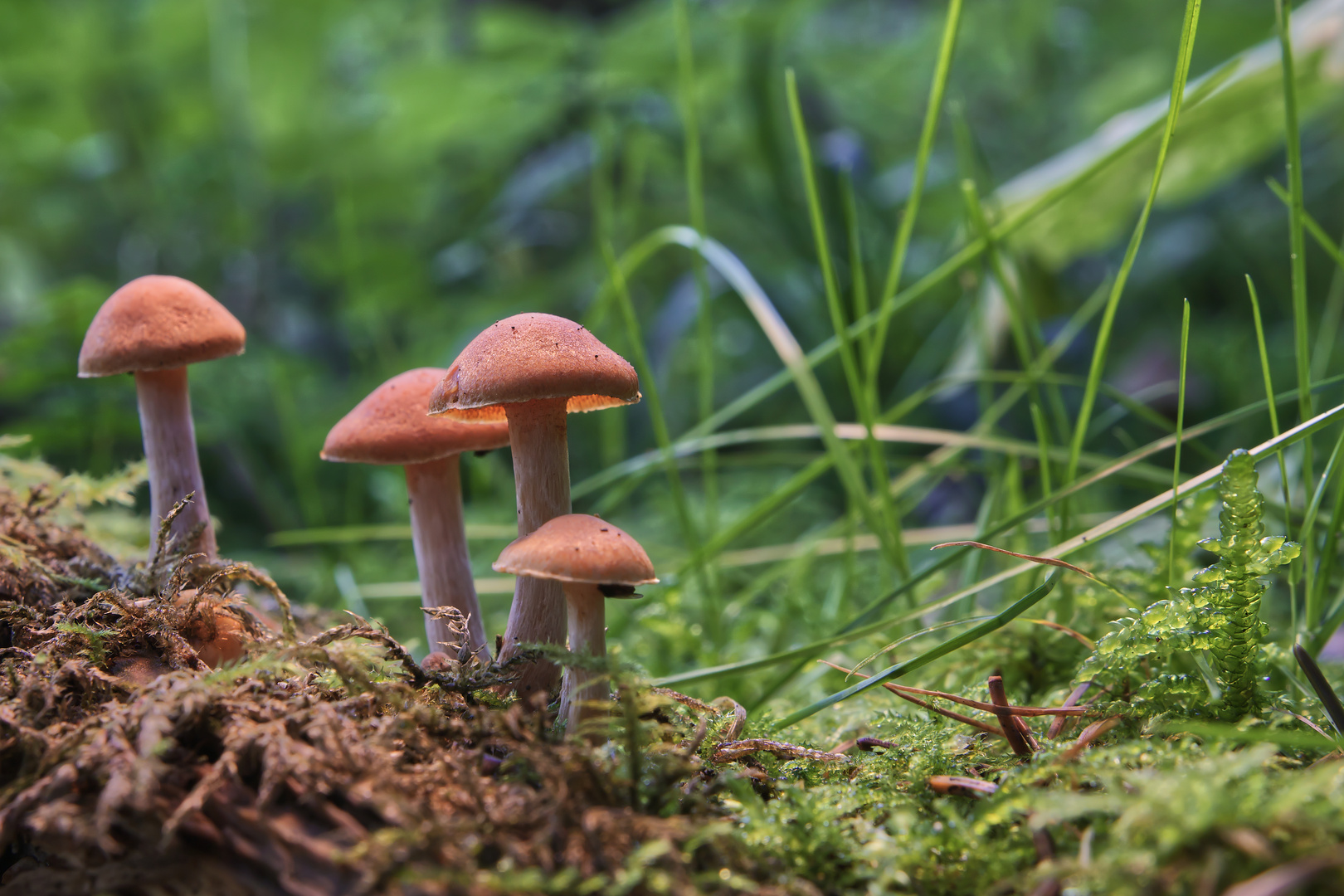 Waldpilze_1 Foto & Bild | pflanzen, pilze & flechten, pilze & flechten ...