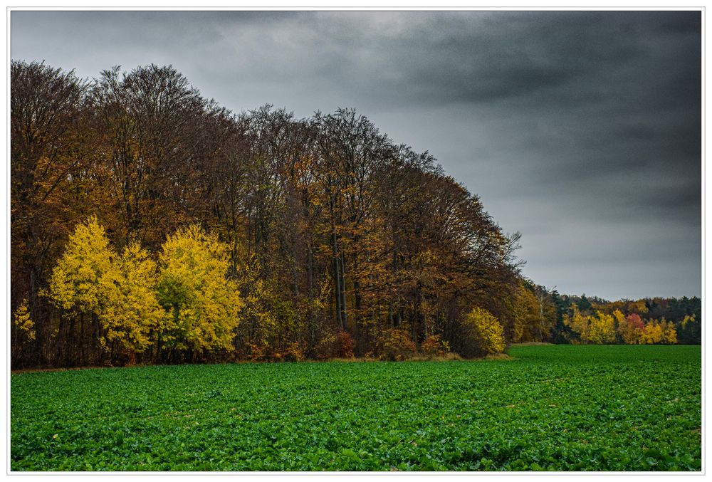 Waldrand Foto & Bild | landschaft, jahreszeiten, herbst Bilder auf fotocommunity