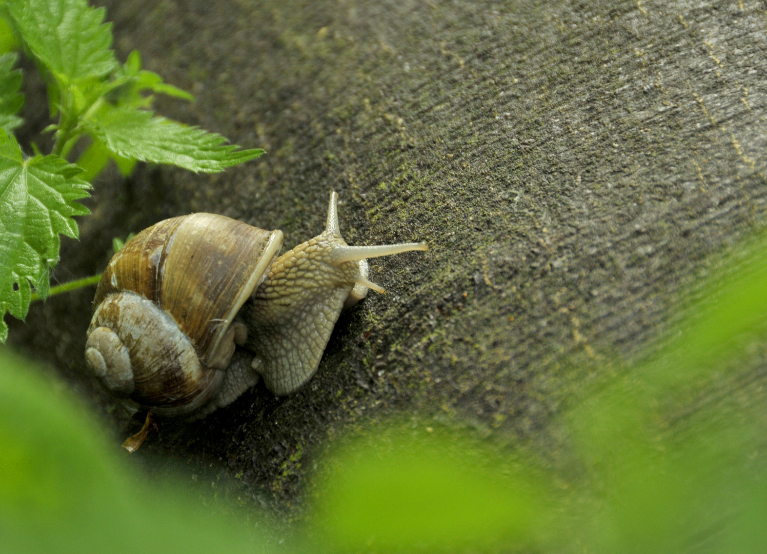 Waldschnecke Foto & Bild | tiere, wildlife, schnecken & muscheln Bilder ... Waldschnecke Foto & Bild | tiere, wildlife, schnecken & muscheln Bilder ...