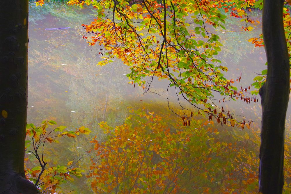 Waldsee Foto & Bild | landschaft, jahreszeiten, herbst Bilder auf fotocommunity