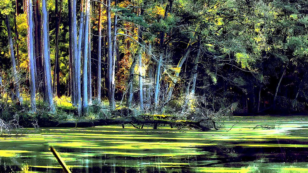 Waldsee Foto & Bild | natur Bilder auf fotocommunity