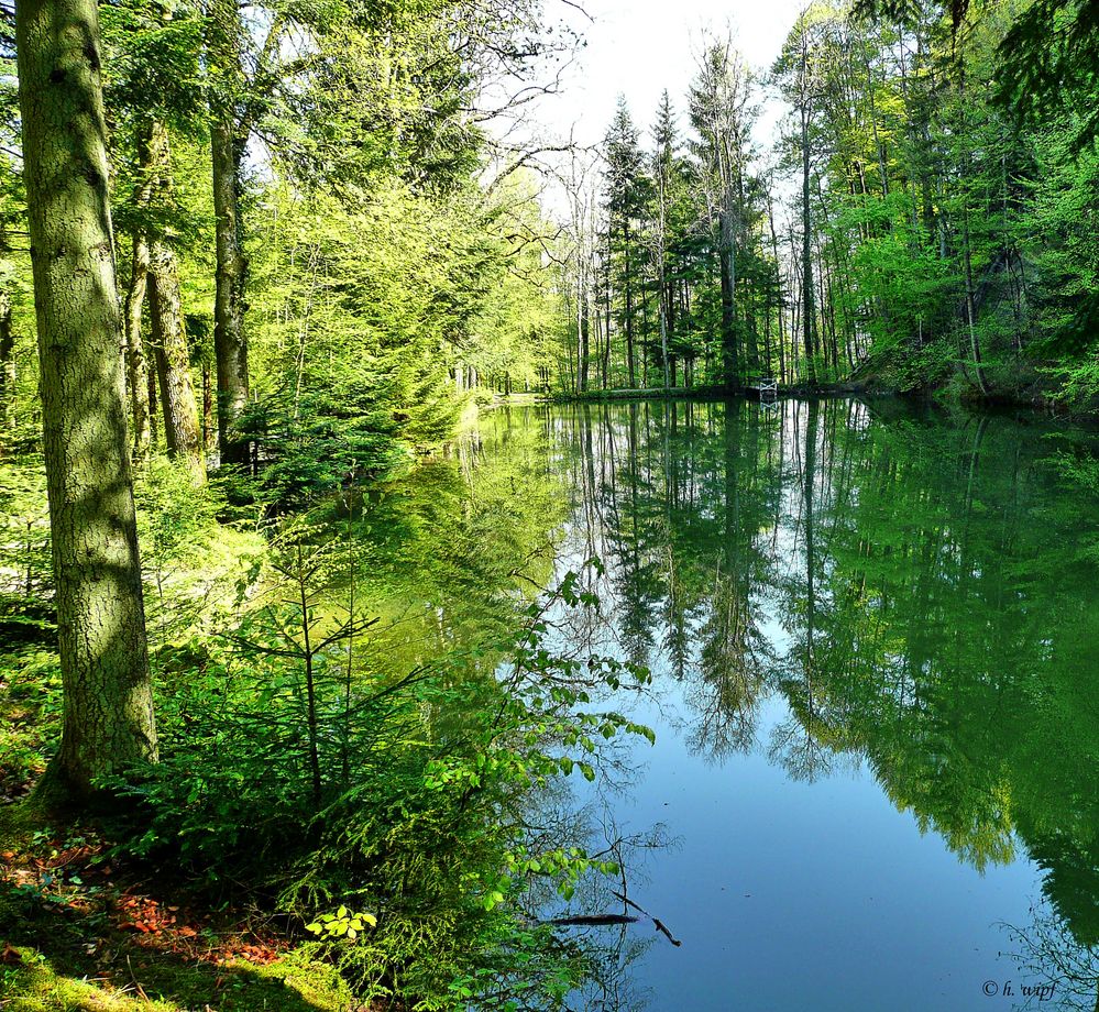 WALDSEE Foto & Bild | landschaft, lebensräume, projekte Bilder auf ...