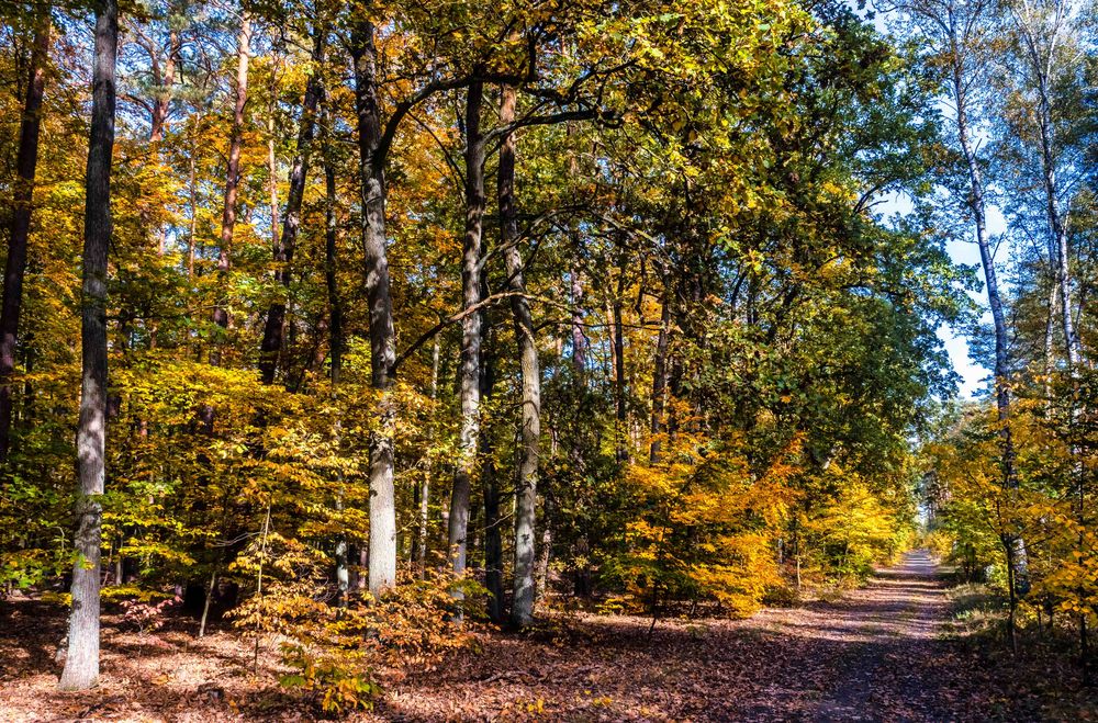 Waldspaziergang Foto & Bild | landschaft, jahreszeiten, herbst Bilder auf fotocommunity