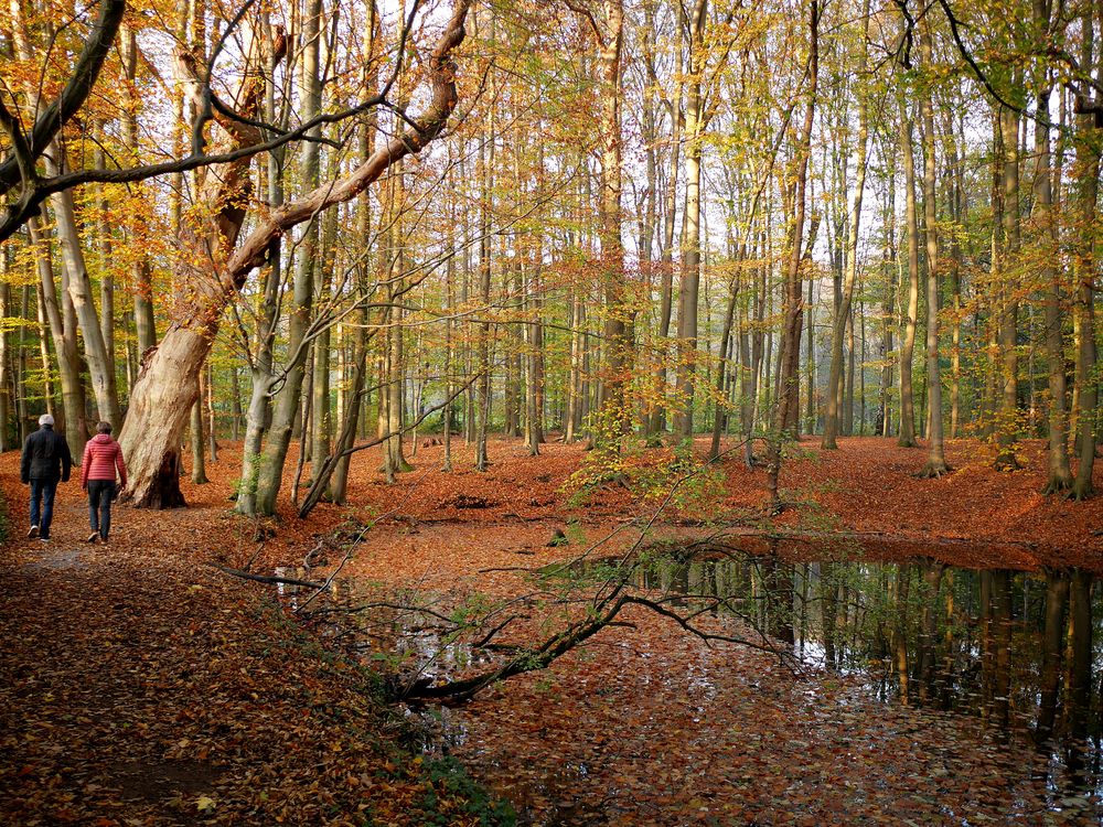 Waldspaziergang Foto & Bild | landschaft, jahreszeiten, herbst Bilder auf fotocommunity