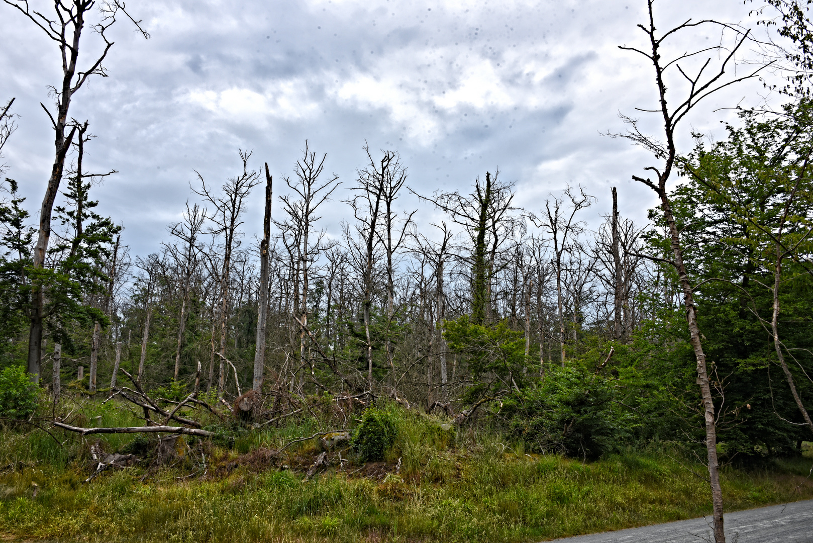 Waldsterben Foto & Bild | landschaft, wald, bäume Bilder auf fotocommunity