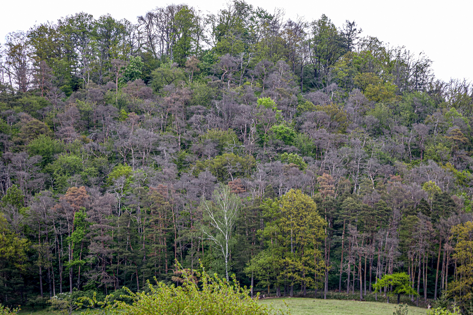 "Waldsterben" Foto & Bild | wald, dokumentation, bäume Bilder auf ...