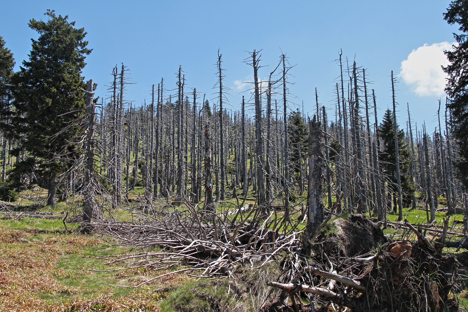 Waldsterben Foto & Bild | landschaft, wald, natur Bilder auf fotocommunity