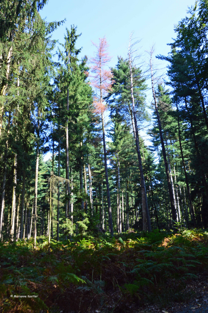 Waldsterben Foto & Bild | pflanzen, pilze & flechten, landschaft, bäume ...