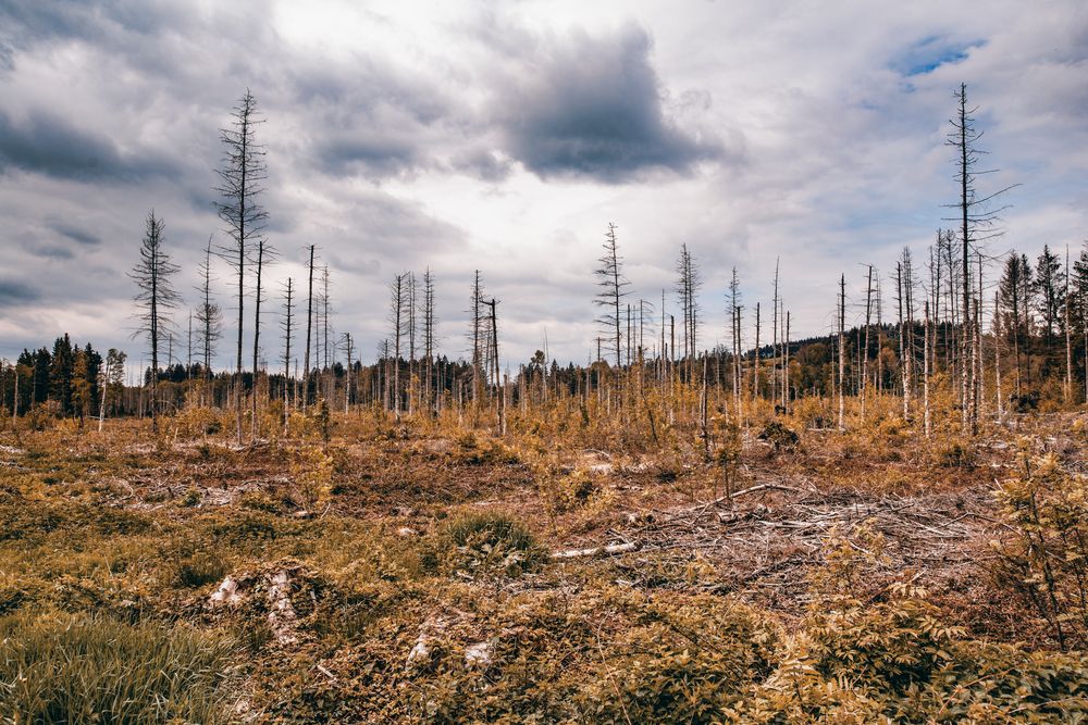 Waldsterben Foto & Bild | landschaft, wald, natur Bilder auf fotocommunity