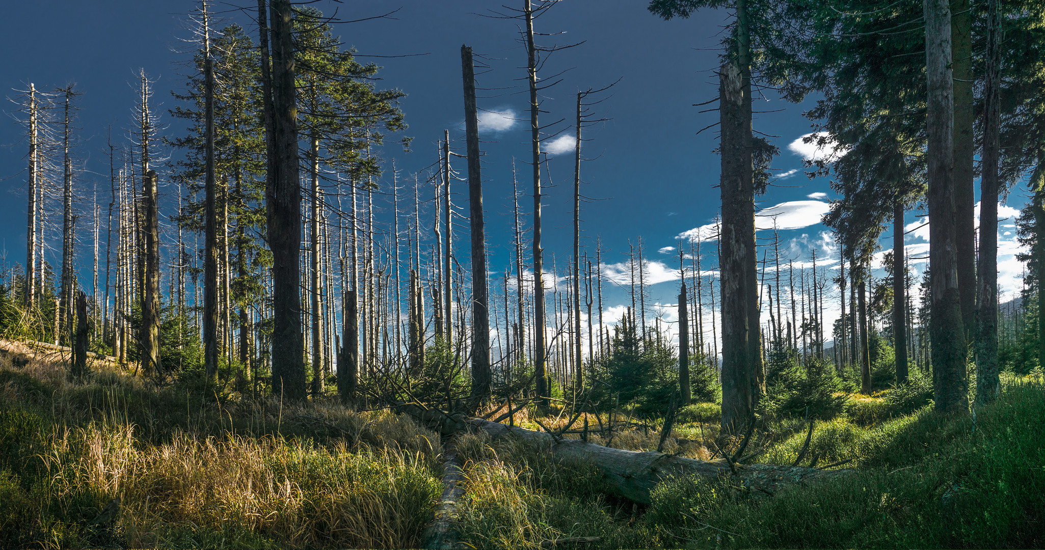Waldsterben ? Foto & Bild | fotos, wald, bäume Bilder auf fotocommunity