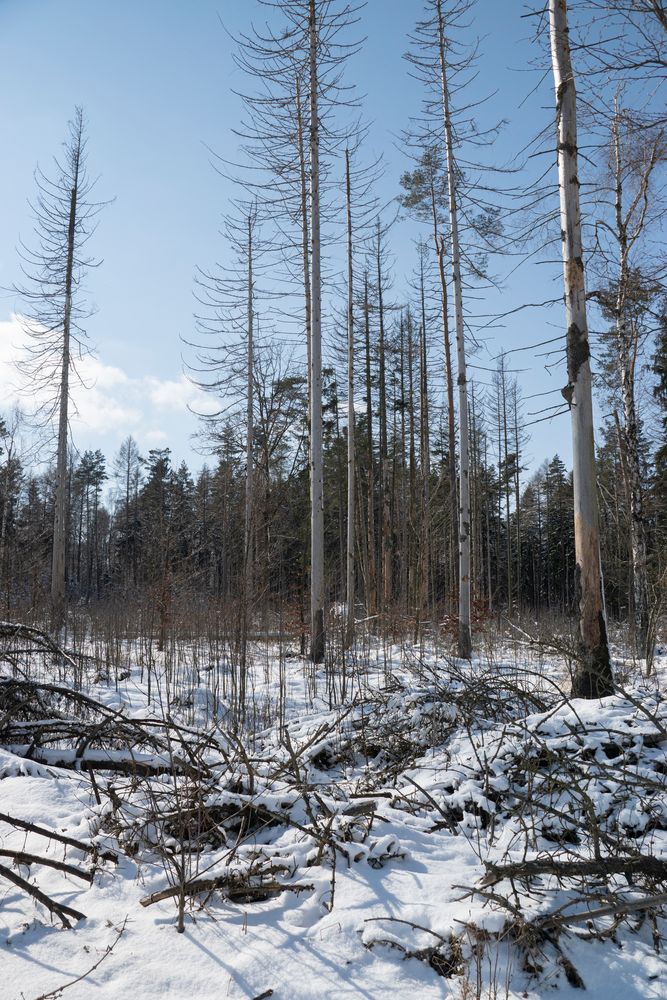 Waldsterben-9989 Foto & Bild | landschaft, wald, rückkehr der natur ...