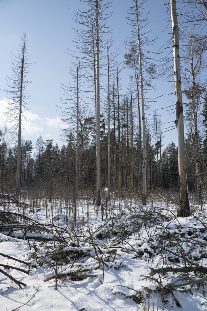 Waldsterben-9989 Foto & Bild | landschaft, wald, rückkehr der natur ...