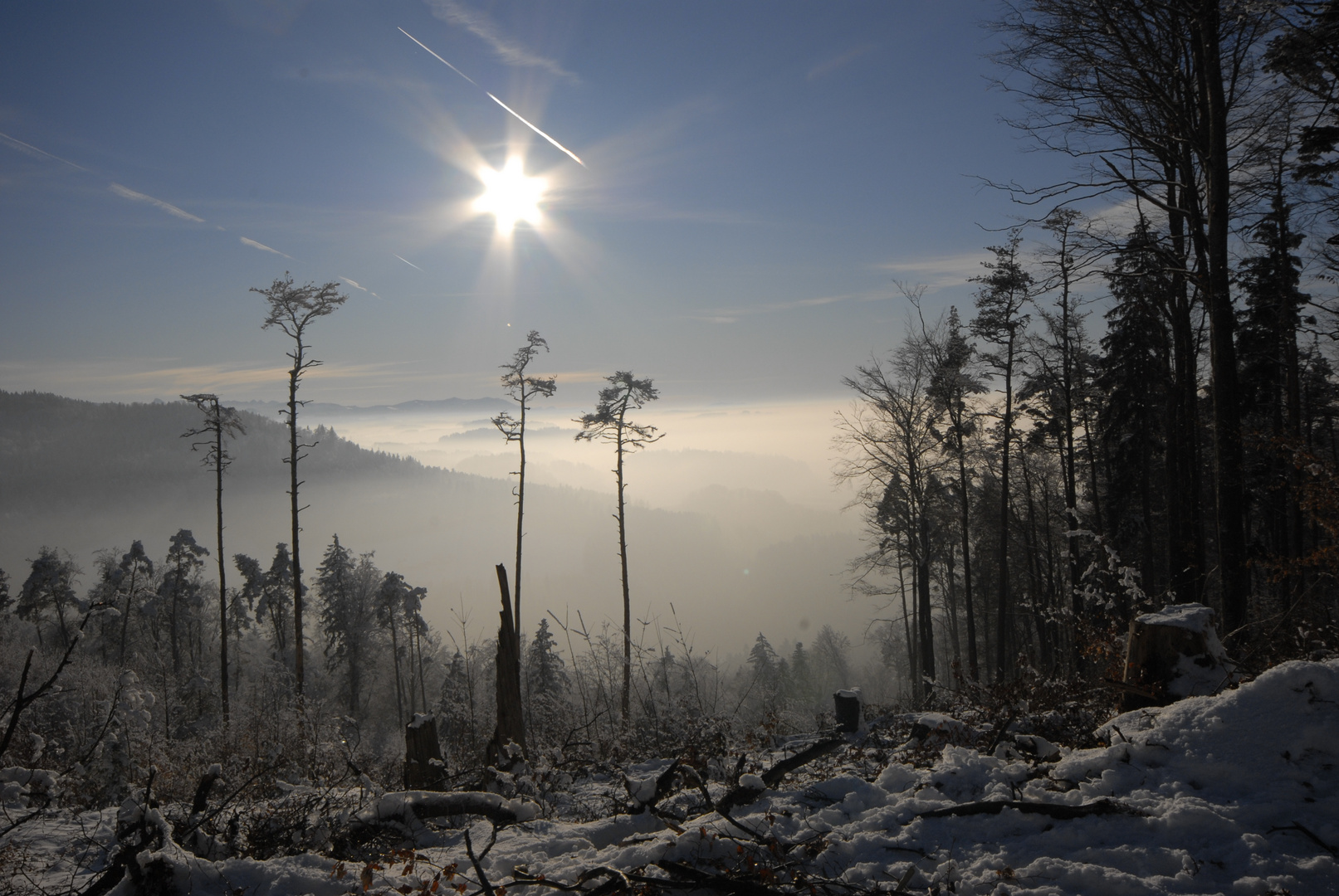 Waldsterben Foto & Bild | jahreszeiten, natur Bilder auf fotocommunity