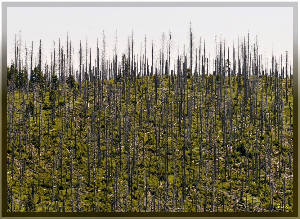 Waldsterben... Foto & Bild | deutschland, europe, bayern Bilder auf ...