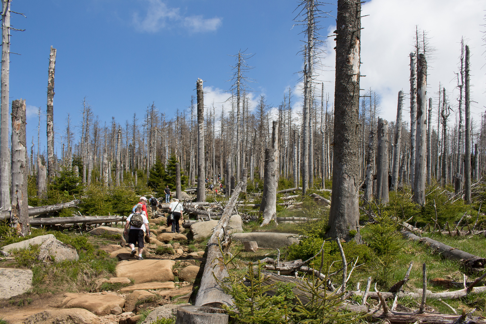 Waldsterben Foto & Bild | landschaft, lebensräume, wald Bilder auf ...