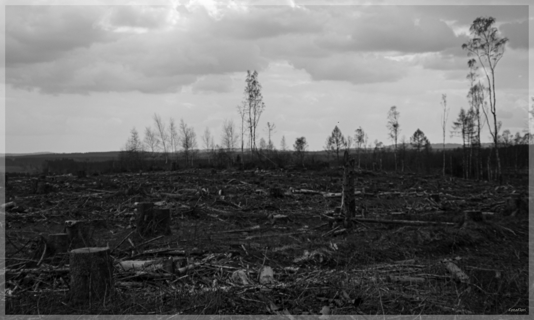 Waldsterben im Harz Foto & Bild | deutschland, europe, sachsen- anhalt ...