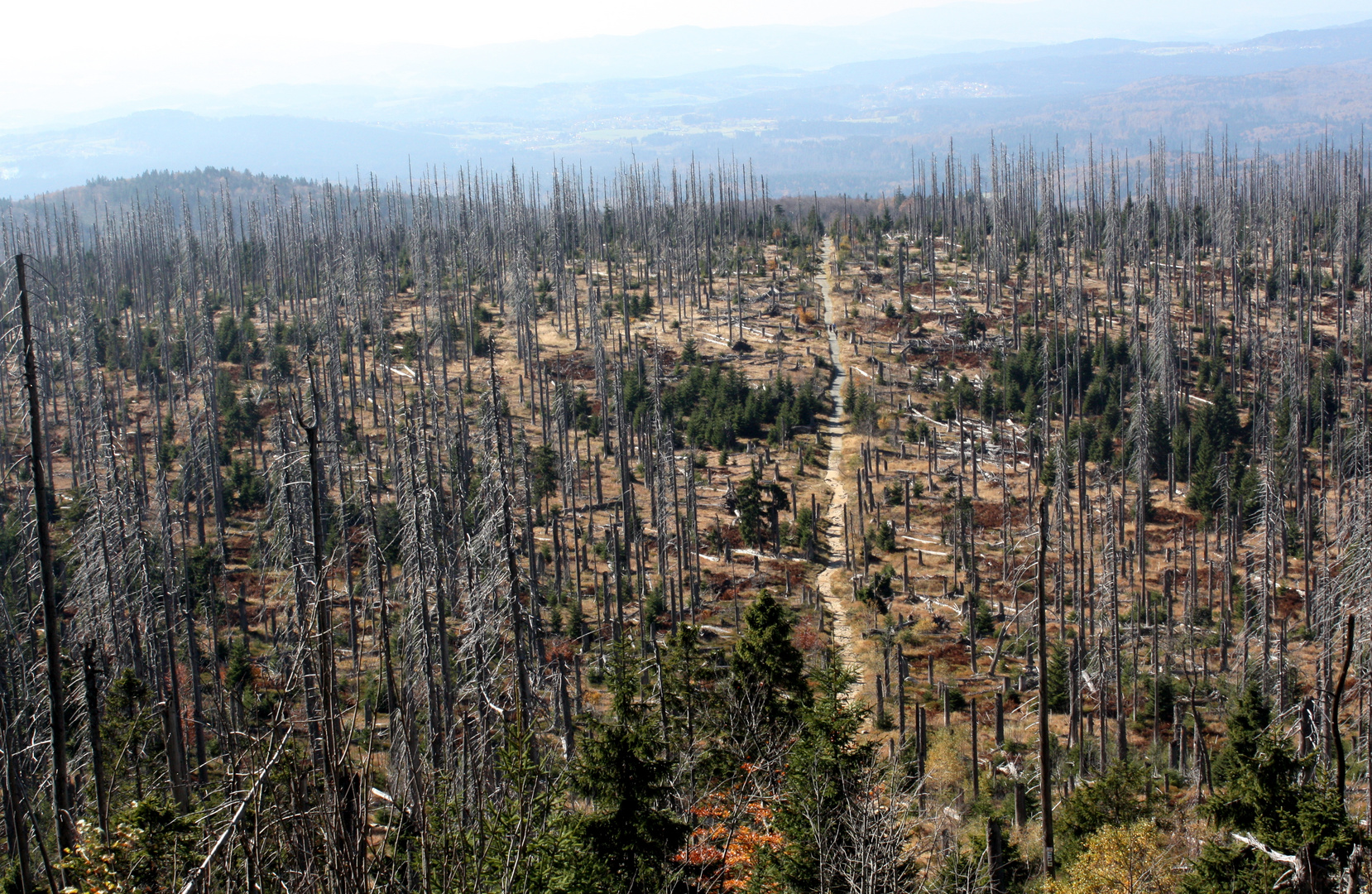 Waldsterben im Nationalpark Bayer. Wald Foto & Bild | landschaft, wald ...
