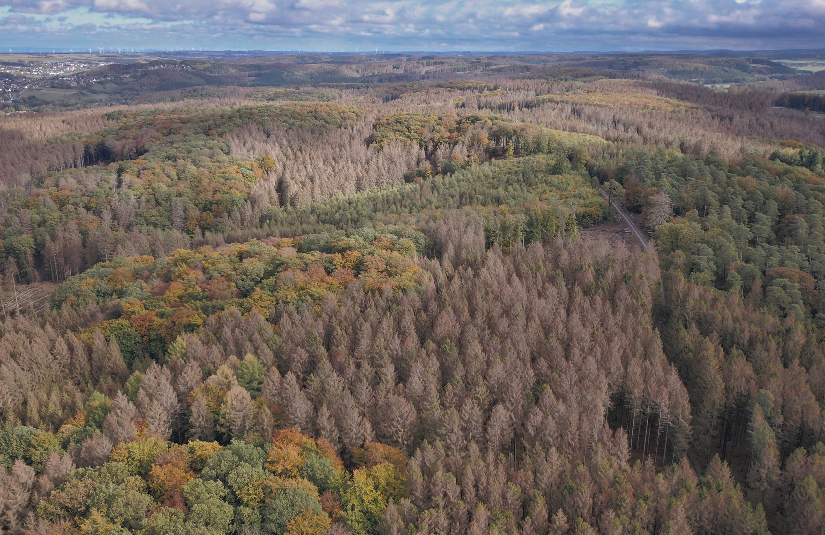 Waldsterben Sauerland Foto & Bild | forst, wald, bäume Bilder auf ...