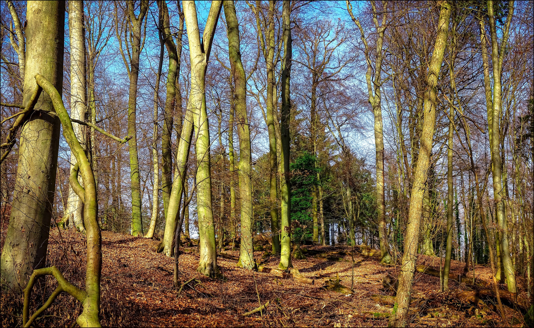 Waldstück bei Wiesbaden-Kloppenheim - 17. Februar 2019 Foto & Bild ...