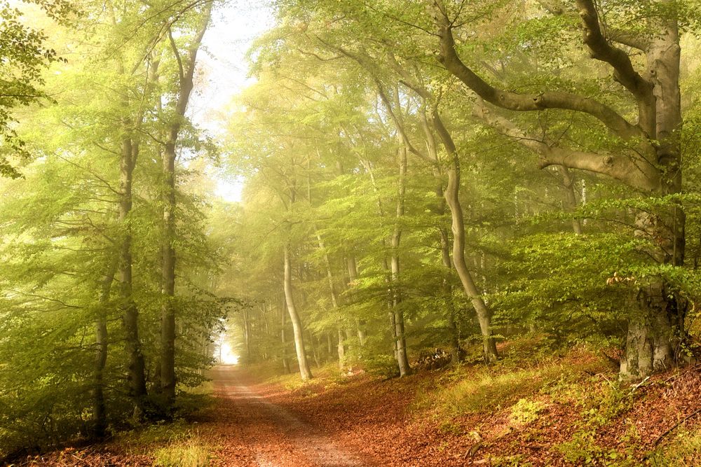 Waldweg Foto & Bild | landschaft, wald, wege und pfade Bilder auf ...