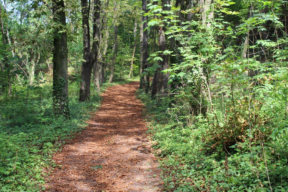 Waldweg Foto & Bild | landschaft, wege und pfade, wald Bilder auf ...