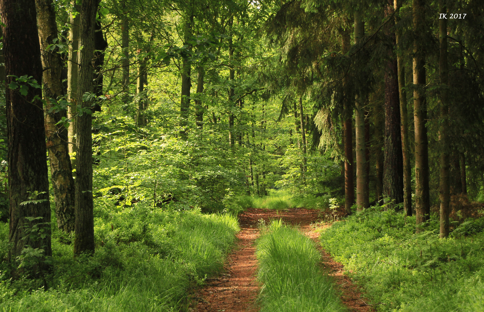 Waldweg Foto & Bild | landschaft, wald, natur Bilder auf fotocommunity