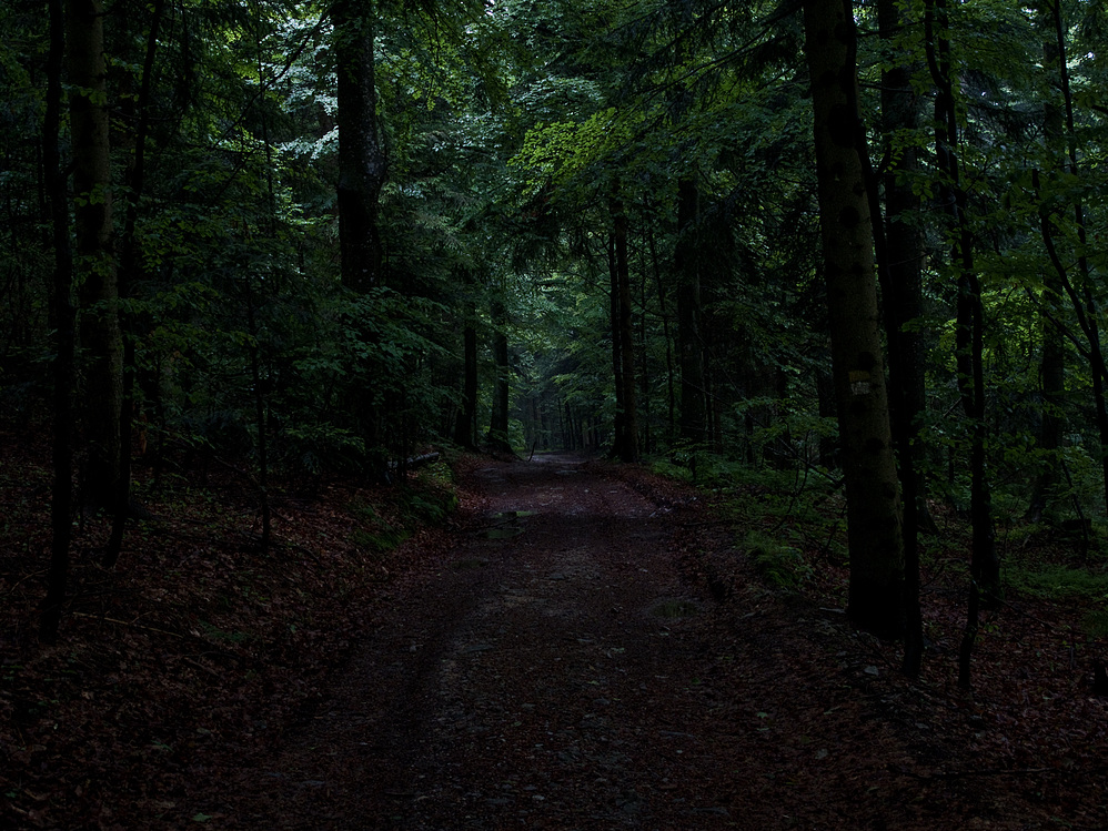 Waldweg Foto & Bild | landschaft, wege und pfade, bayerischer wald ...