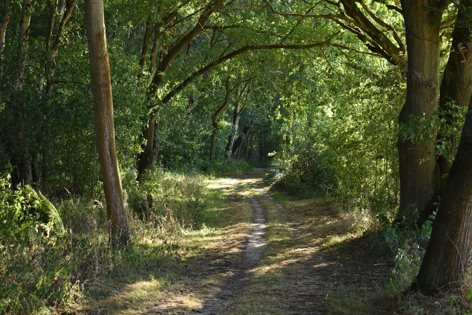 Waldweg Foto & Bild | natur, landschaft, pflanzen Bilder auf fotocommunity