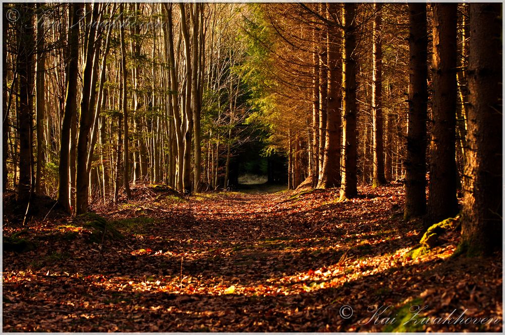 Waldweg Foto & Bild | landschaft, wald, wege und pfade Bilder auf ...