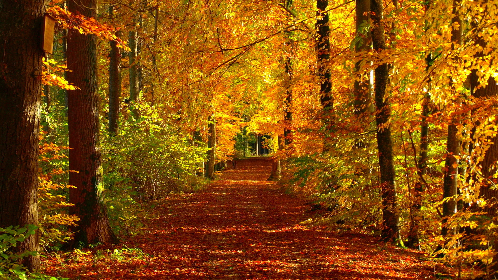 Waldweg im Herbst Foto & Bild | jahreszeiten, herbst, waldweg Bilder ...
