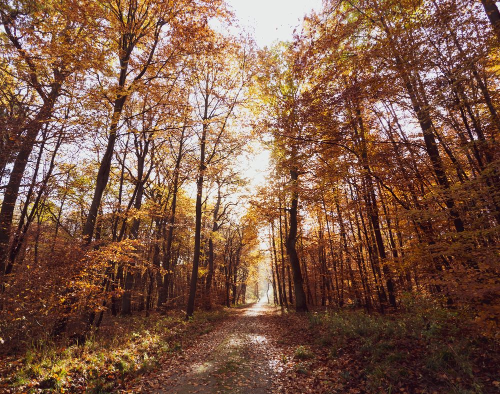 Waldwege #6 Foto & Bild | landschaft, jahreszeiten, herbst Bilder auf fotocommunity