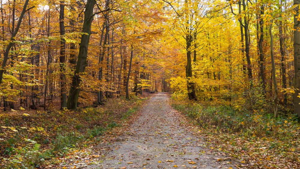 Waldwege #7 Foto & Bild | landschaft, jahreszeiten, herbst Bilder auf fotocommunity