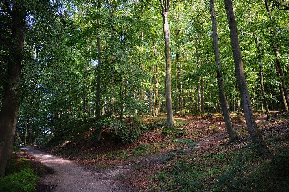 Waldwege Foto & Bild | landschaft, wege und pfade, natur Bilder auf ...