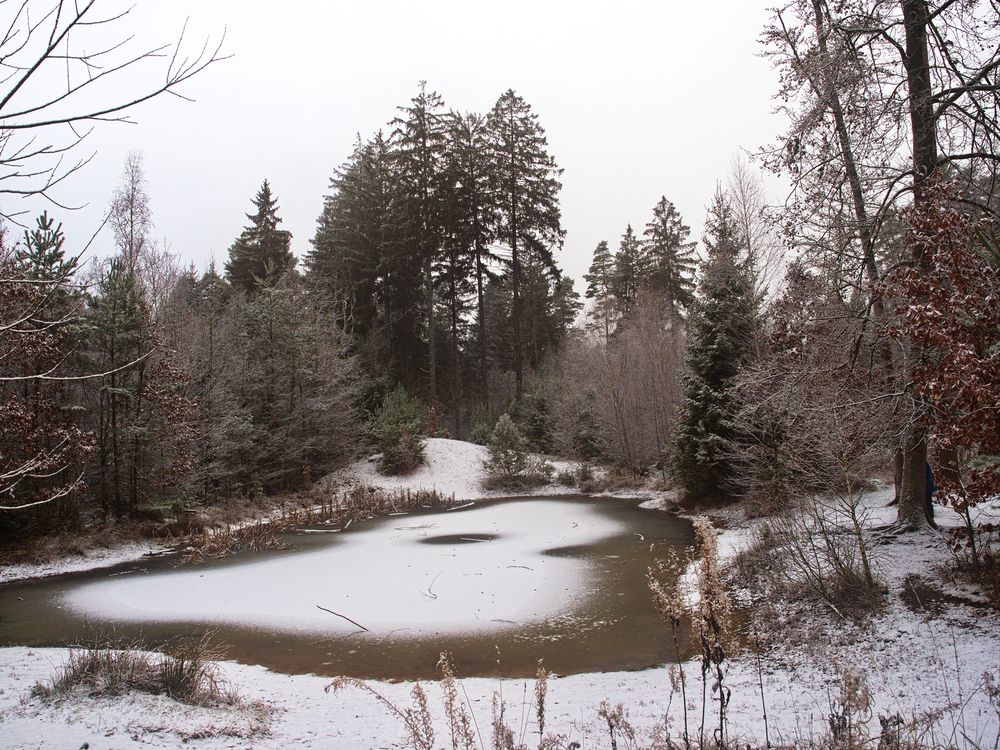 Waldweiher... Foto & Bild | fotos, landschaften, winter Bilder auf fotocommunity