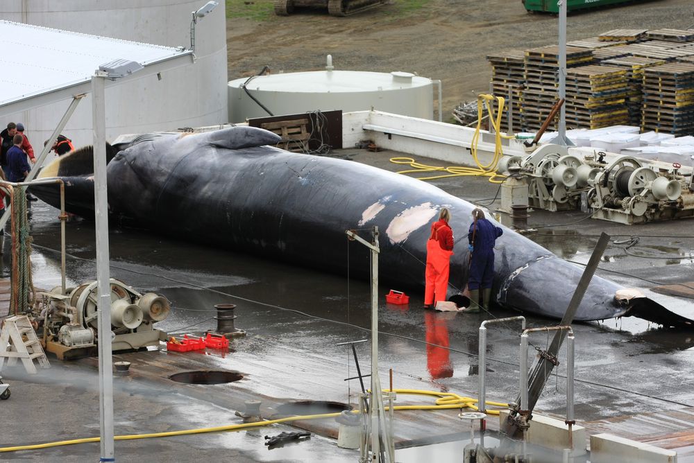 Walfang 1 Foto & Bild | europe, scandinavia, iceland Bilder auf ...