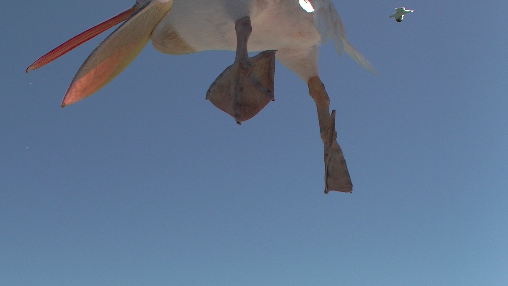 Walfish Bay Foto & Bild | tiere, wildlife, wild lebende vögel Bilder ...