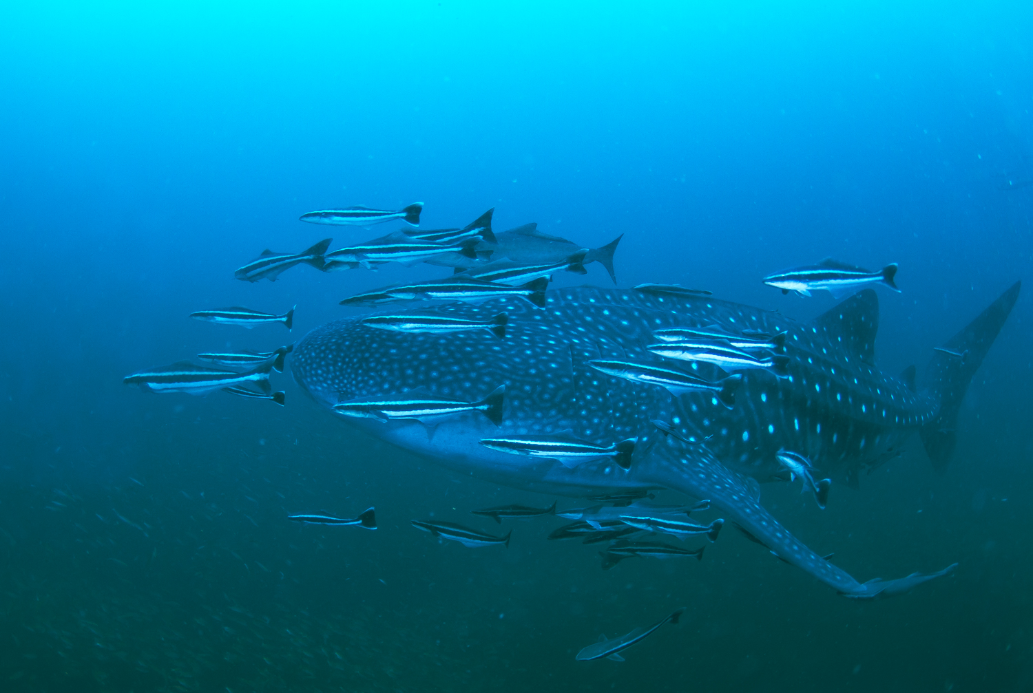 Walhai Foto & Bild | tiere, wildlife, fische Bilder auf fotocommunity